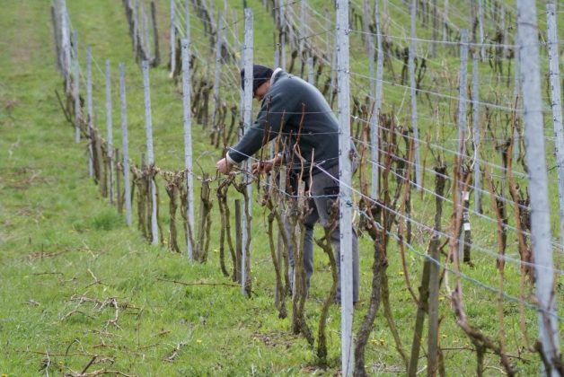 Reben anbinden - Winzerblog