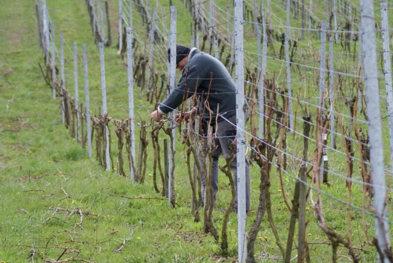 Reben anbinden - Winzerblog